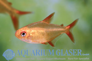 Hyphessobrycon sp. "Muzel Red Cherry“ - Aquarium Glaser GmbH