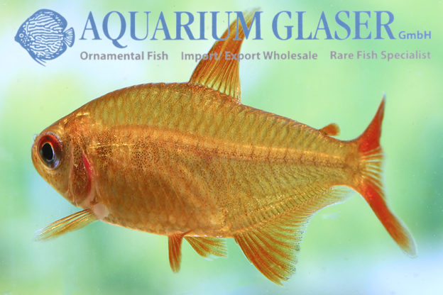 Hyphessobrycon sp. "Muzel Red Cherry“ - Aquarium Glaser GmbH