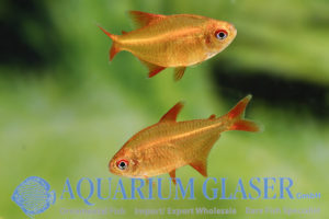 Hyphessobrycon sp. "Muzel Red Cherry“ - Aquarium Glaser GmbH