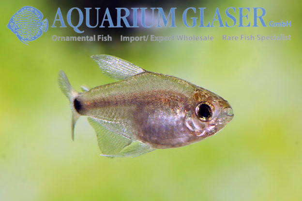Hyphessobrycon elachys - Aquarium Glaser GmbH