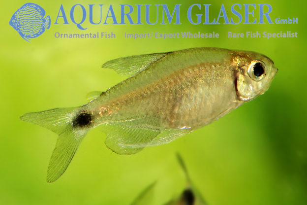 Hyphessobrycon elachys - Aquarium Glaser GmbH