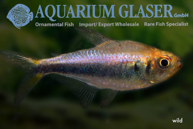 Hyphessobrycon sp. Red-Blue Peru Tetra, now H. margitae - Aquarium ...