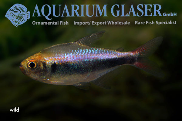 Hyphessobrycon sp. Red-Blue Peru Tetra, now H. margitae - Aquarium ...