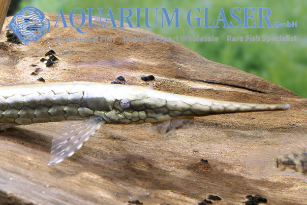 Farlowella amazonum - Aquarium Glaser GmbH