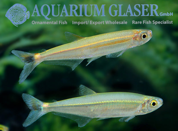 09. Characoids: tetra relationship - Aquarium Glaser GmbH