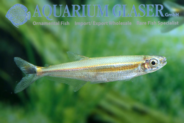 09. Characoids: tetra relationship - Aquarium Glaser GmbH