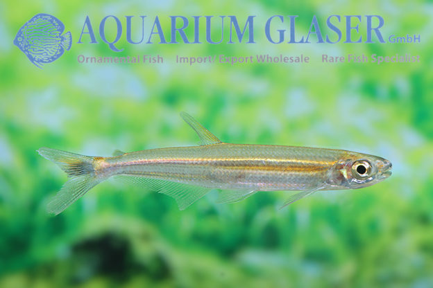 09. Characoids: tetra relationship - Aquarium Glaser GmbH
