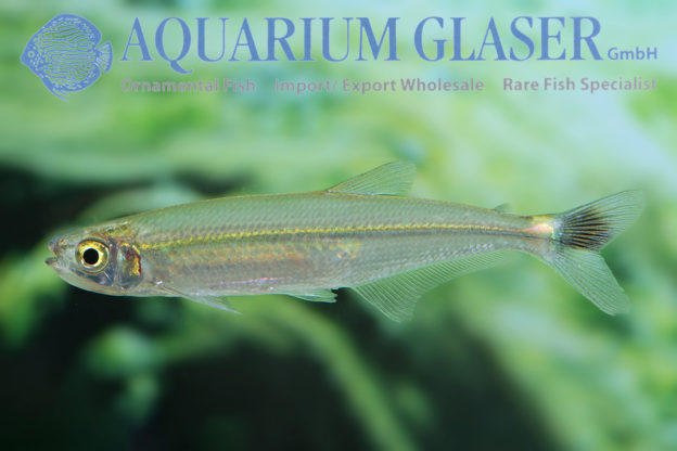 09. Characoids: tetra relationship - Aquarium Glaser GmbH