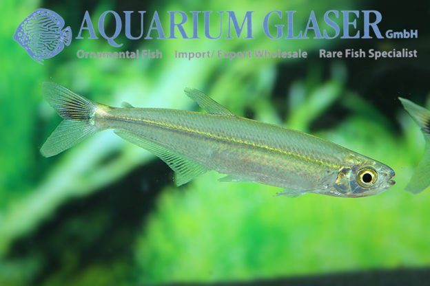 09. Characoids: tetra relationship - Aquarium Glaser GmbH