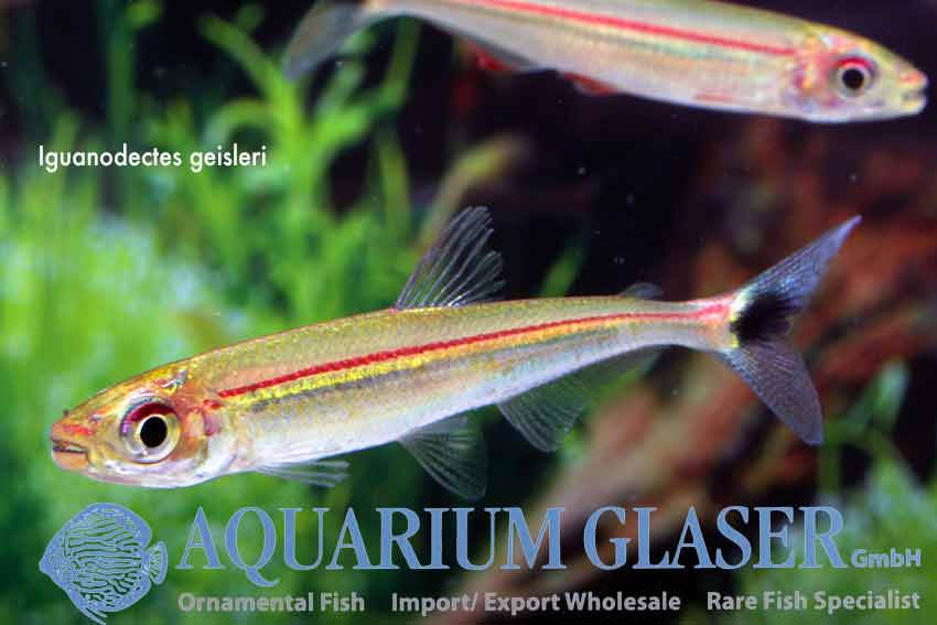 Iguanodectes arrived! - Aquarium Glaser GmbH