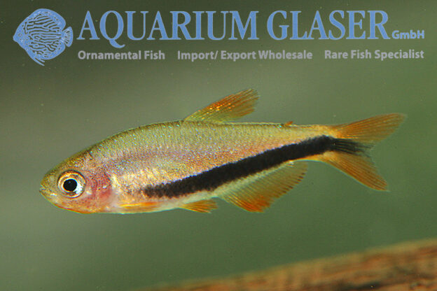 Inpaichthys luizae - Aquarium Glaser GmbH