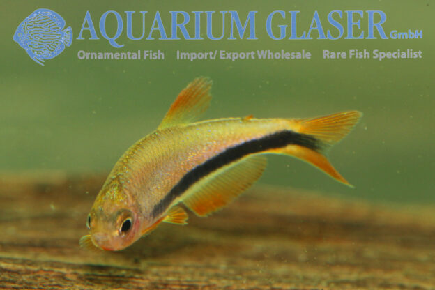 Inpaichthys luizae - Aquarium Glaser GmbH