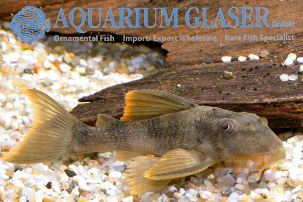 Peckoltia sp. L76 - Aquarium Glaser GmbH