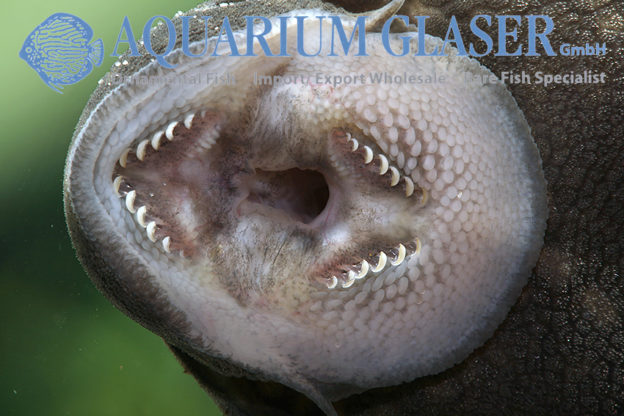 L90a Panaque bathyphilus - Aquarium Glaser GmbH