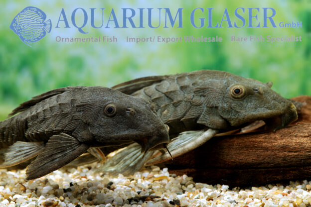 10. Catfishes - Aquarium Glaser GmbH
