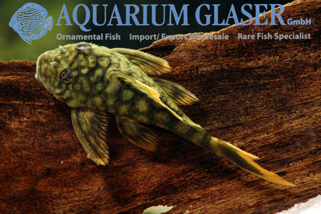 Guyanancistrus guahiborum L106 - Aquarium Glaser GmbH