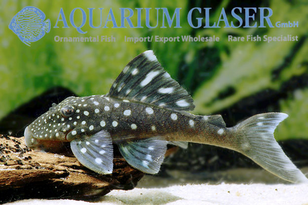 L128 Blue Phantom - Aquarium Glaser GmbH