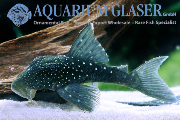 L128 Blue Phantom - Aquarium Glaser GmbH