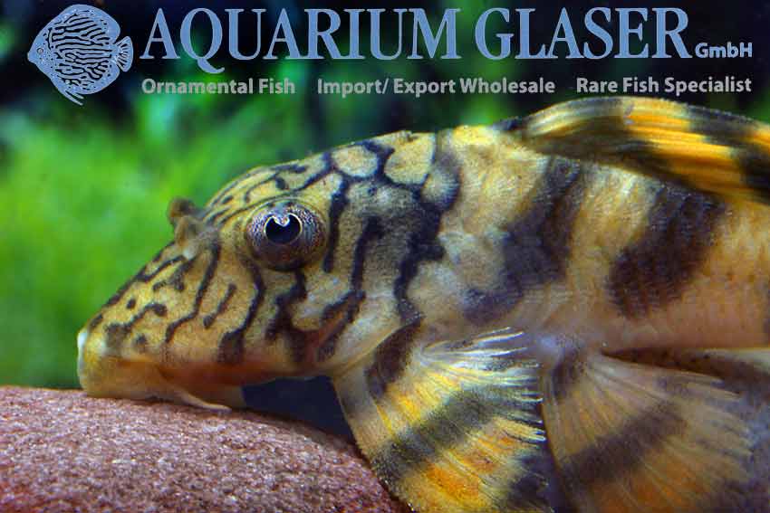 Finally available again: L135! - Aquarium Glaser GmbH