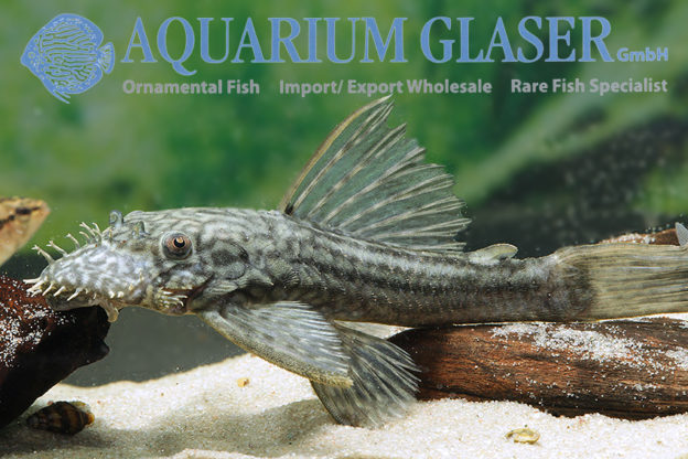 10b. Catfishes: Suckermouths, Plecos and L-numbers - Aquarium Glaser GmbH