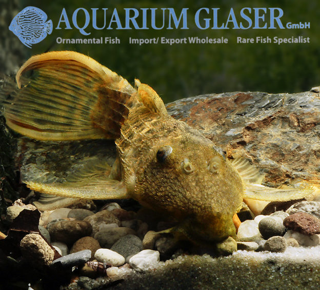 Pseudacanthicus sp. L273 Titanic - Aquarium Glaser GmbH