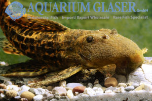 Pseudacanthicus sp. L273 Titanic - Aquarium Glaser GmbH