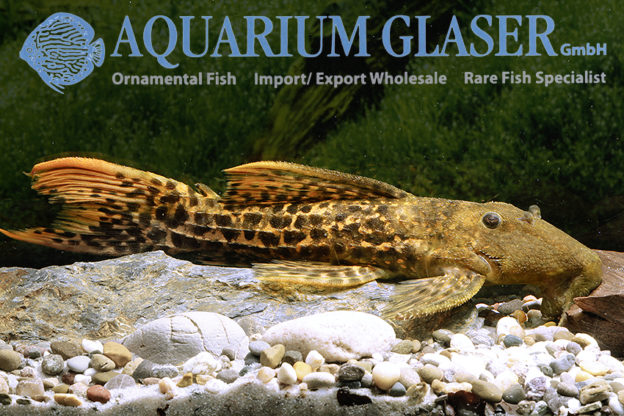 Pseudacanthicus sp. L273 Titanic - Aquarium Glaser GmbH