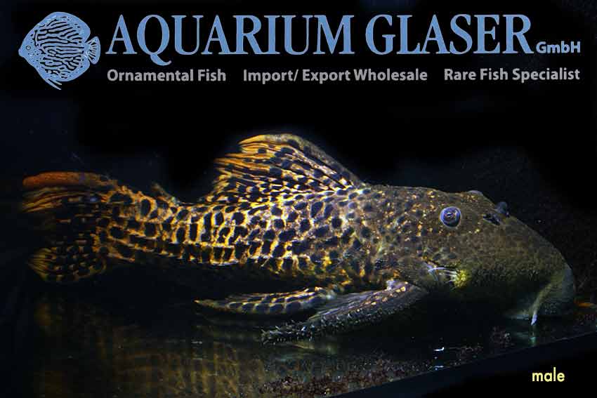 L273 Pseudacanthicus sp. Titanic XL - Aquarium Glaser GmbH