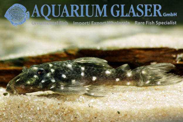 Micracanthicus vandragti L280 - Aquarium Glaser GmbH