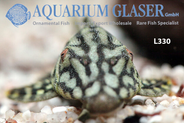 Panaque from Colombia: L190, L191, L330 - Aquarium Glaser GmbH