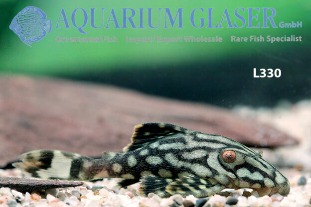 Panaque from Colombia: L190, L191, L330 - Aquarium Glaser GmbH