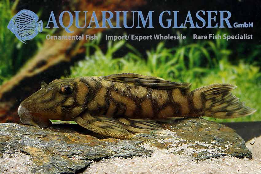 Seit Jahren wieder einmal erhältlich: L354 - Aquarium Glaser GmbH