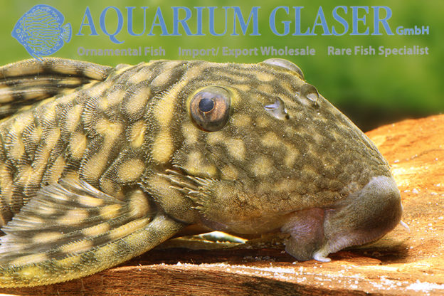 10b. Catfishes: Suckermouths, Plecos and L-numbers - Aquarium Glaser GmbH