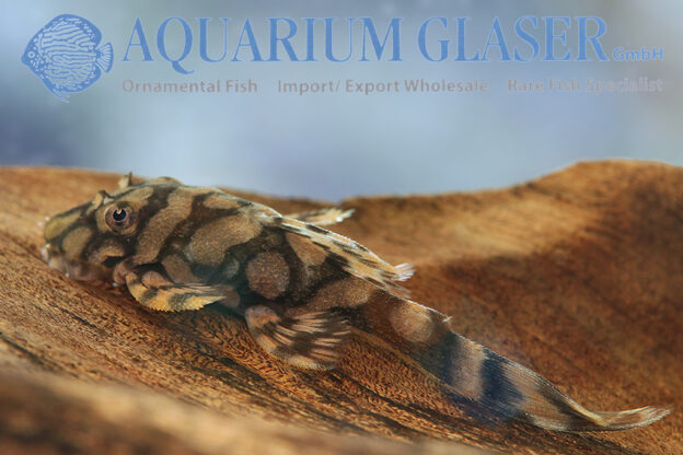 Ancistrus sp. L519 Bolivien - Aquarium Glaser GmbH
