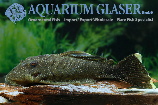 10b. Catfishes: Suckermouths, Plecos and L-numbers - Aquarium Glaser GmbH