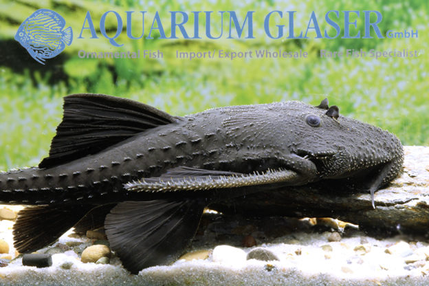 Acanthicus sp. L155 Furo Maguari - Aquarium Glaser GmbH