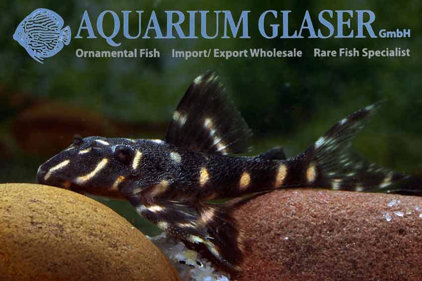 L204 Panaqolus albivermis - Aquarium Glaser GmbH