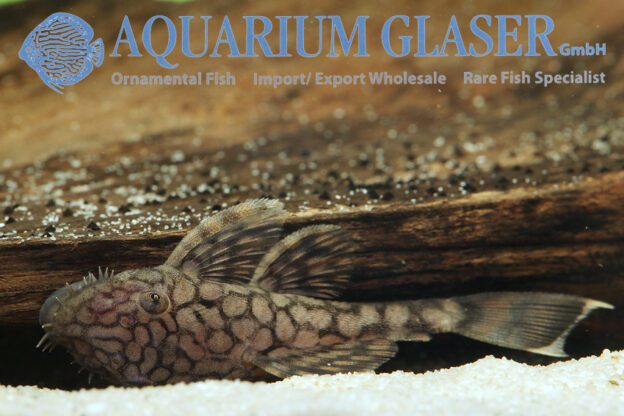 Ancistrus sp. L519 Bolivien - Aquarium Glaser GmbH