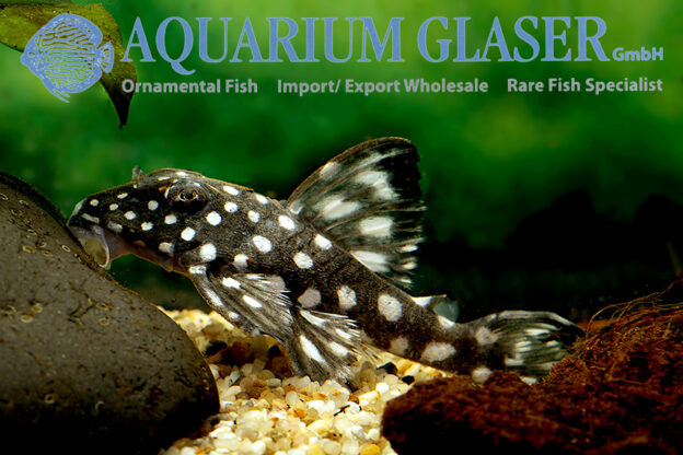 Hypancistrus inspector “L102, Snowball Pleco” - Aquarium Glaser GmbH