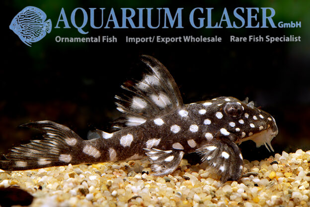 Hypancistrus inspector “L102, Snowball Pleco” - Aquarium Glaser GmbH