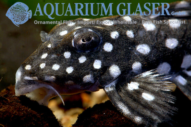 10. Catfishes - Aquarium Glaser GmbH