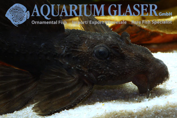 Pseudacanthicus sp. L185 Bred - Aquarium Glaser GmbH