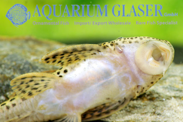 Squaliforma cf. emarginata L11 - Aquarium Glaser GmbH