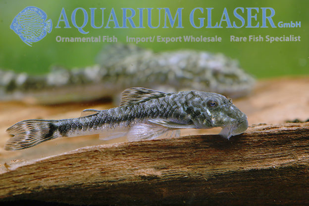 LDA25 Parotocinclus jumbo - Aquarium Glaser GmbH