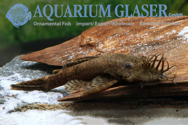 Ancistrus sp. Bushmouth LDA 72 - Aquarium Glaser GmbH