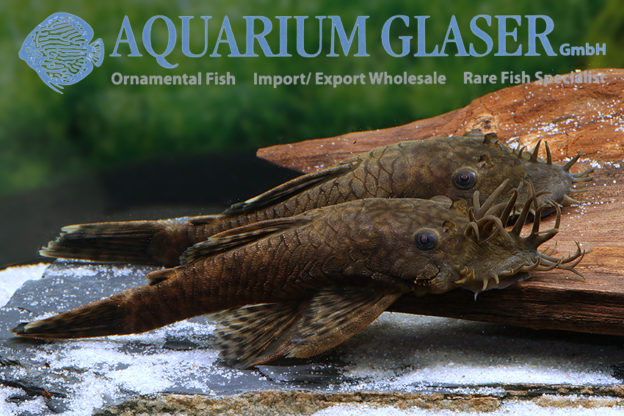Ancistrus sp. Bushmouth LDA 72 - Aquarium Glaser GmbH