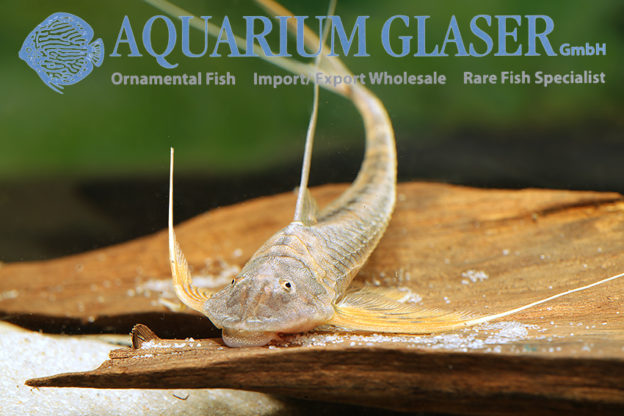 Lamontichthys filamentosus - Aquarium Glaser GmbH