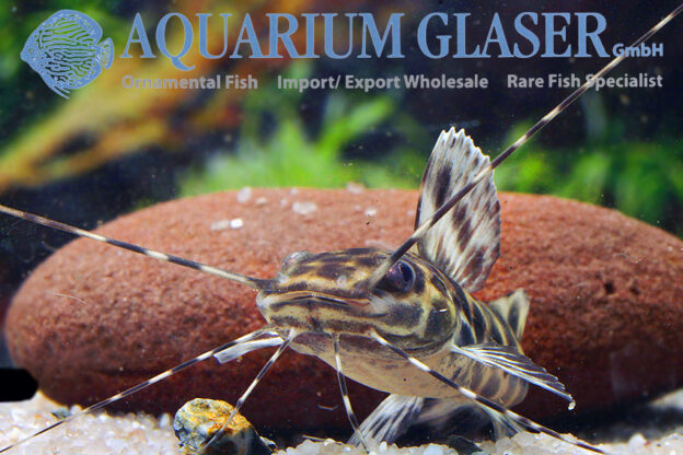Leiarius marmoratus ( = L. longibarbis?) - Aquarium Glaser GmbH