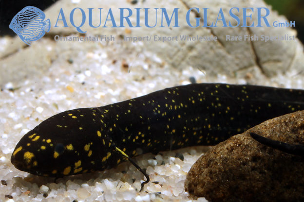 Lepidosiren paradoxus - Aquarium Glaser GmbH