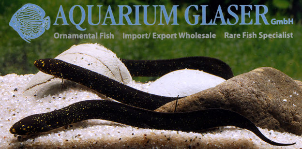Lepidosiren paradoxus - Aquarium Glaser GmbH